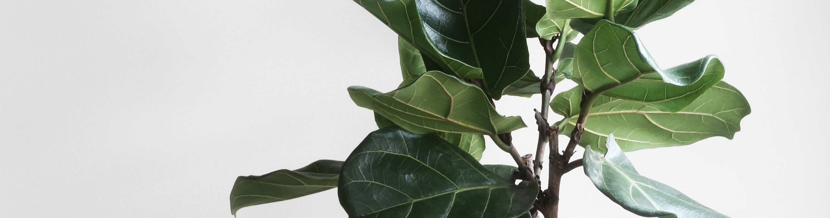 5 Things You Need To Know About The Fiddle Leaf Fig | BLOG